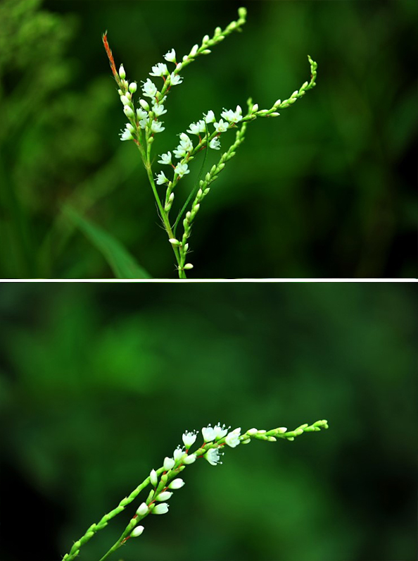흰꽃여뀌(마디풀과) Polygonum japonicum Meisn.